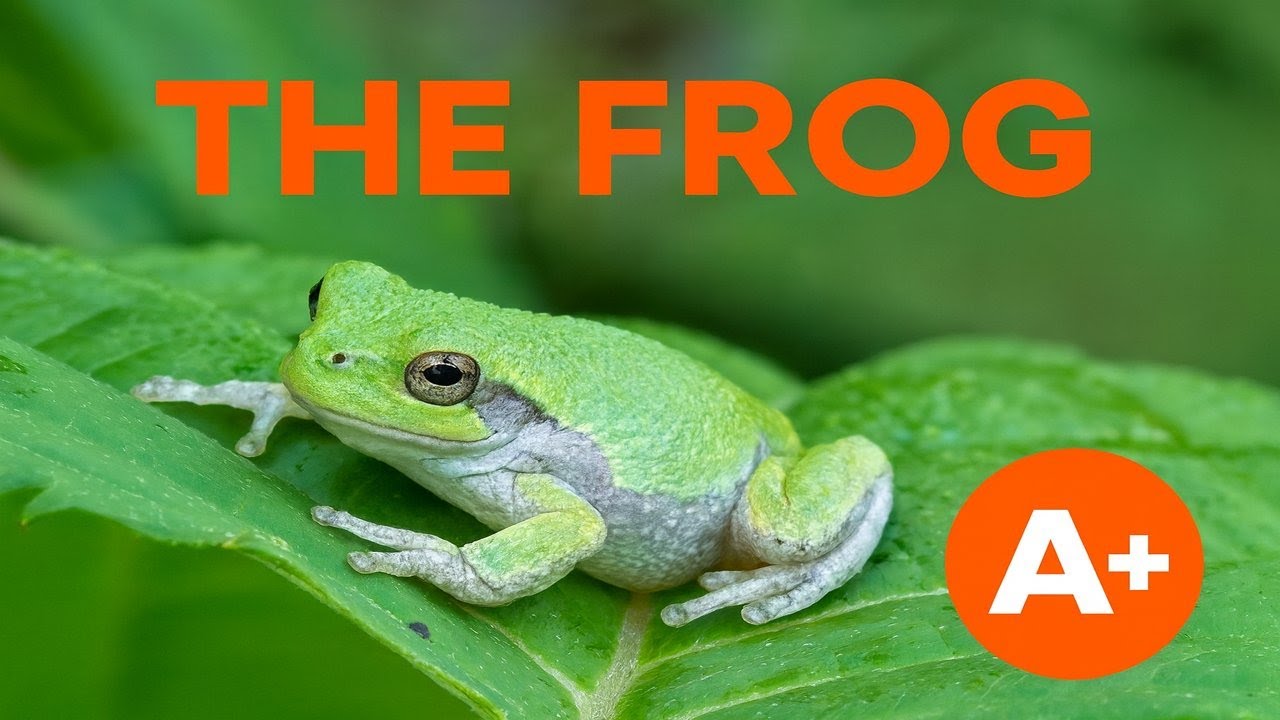 All About Frogs | Life Cycle, Habitats, and Fun Facts - YouTube