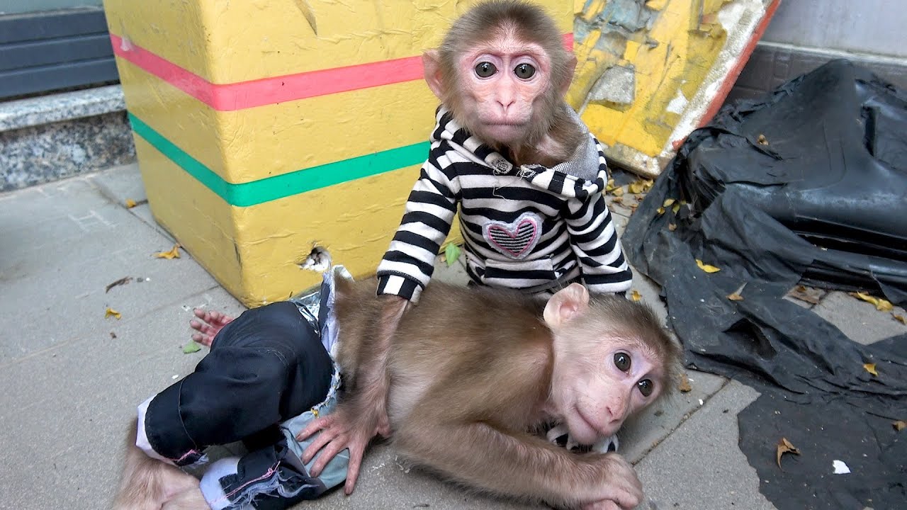 Two abandoned monkeys lost in the middle of the dump - YouTube