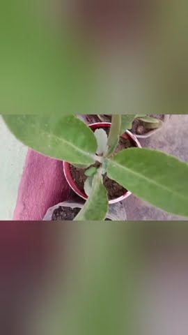 PATHORKUCHI FLOWER PLANT - YouTube