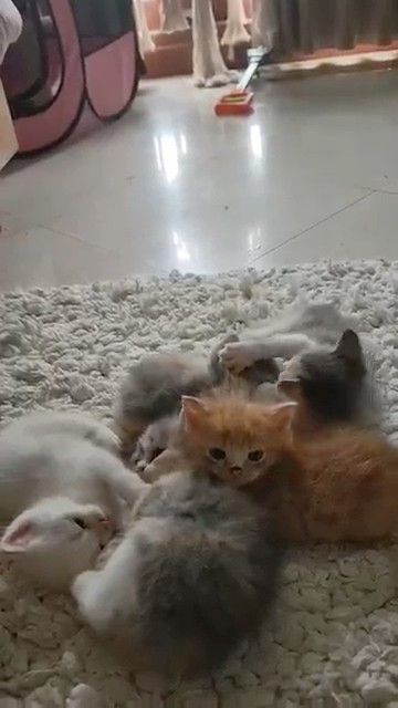 #kitten cuddle puddle. Wait for their closeups 😻 - YouTube