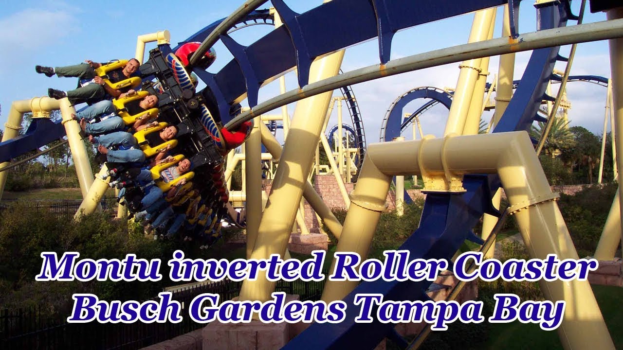 Montu inverted Roller Coaster | Busch Gardens Tampa Bay | HD POV @60fps ...