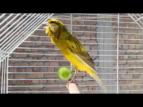 The Most Powerful Singing Yorkshire Canary |Best Training Songs Canary ...