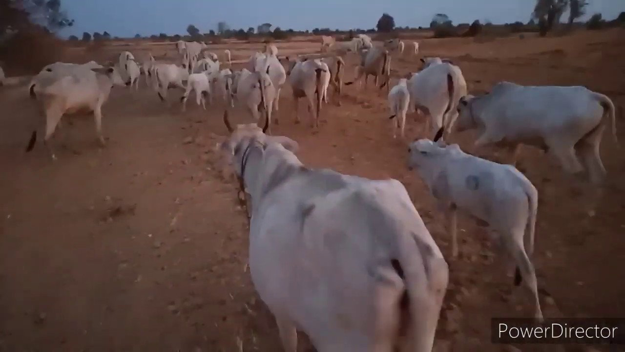 គោច្រើនណាស់,So many cows,By SENG Vlogger........ - YouTube