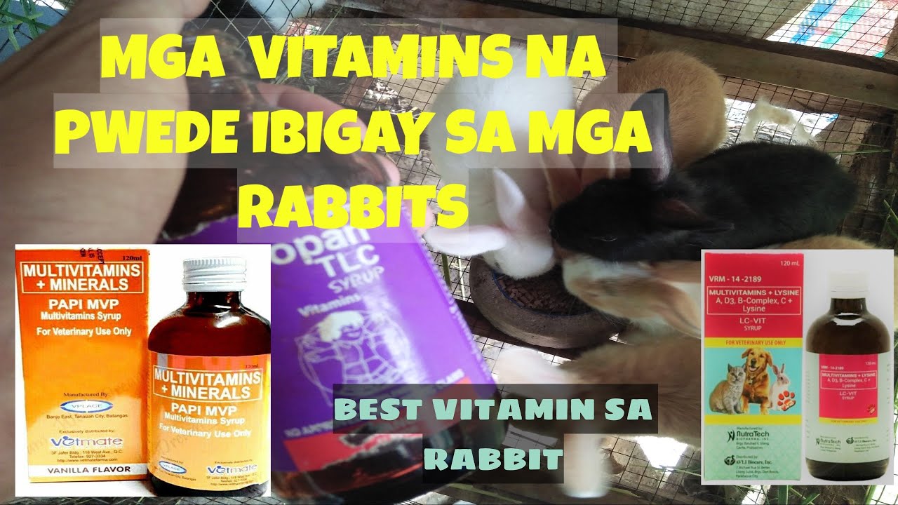 VITAMINS PARA SA MGA ALAGANG RABBITS NATIN | BEST VITAMINS FOR RABBITS ...