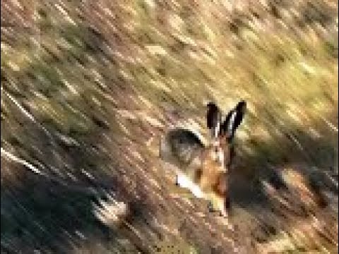 ΚΥΝΗΓΙ ΛΑΓΟΥ ωωωχ! ρε φτανει... - YouTube