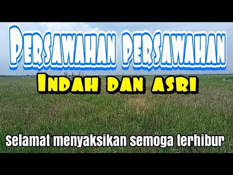 persawahan_persawahan "indah dan asri - YouTube