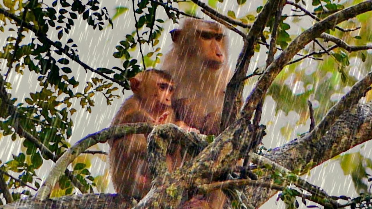 While of heavy Raining why Mom Libby Not hug her Baby LEO sitting on high tree very cool so sad ...