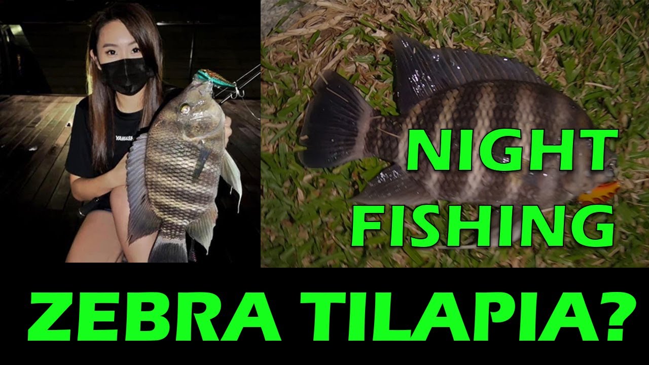 ZEBRA TILAPIA FISHING! (Fishing in Singapore) - YouTube