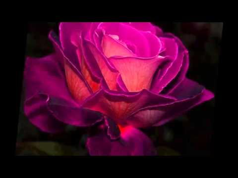 ♫♫♫ GÜNAYDINIM,NARÇİÇEĞİM, SEVDİĞİM♪♪♪ MELİHAT GÜLSES ♫♫♫