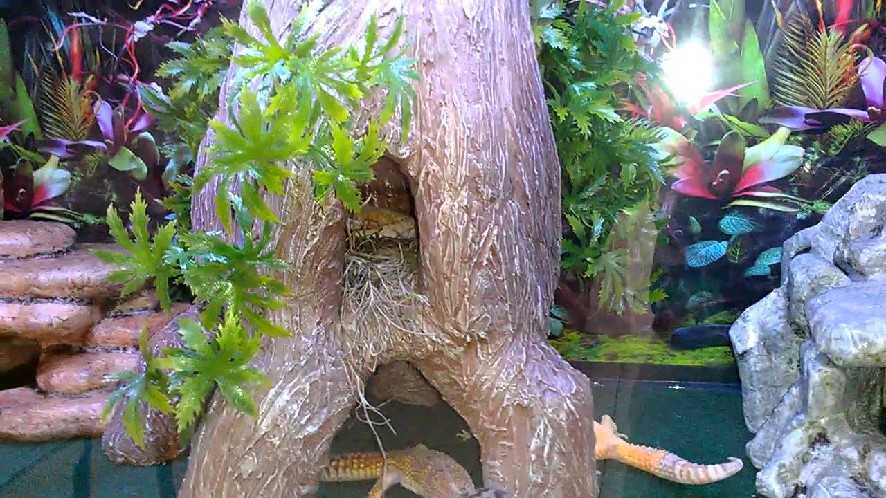 DIY: Custom Vivarium Cabinet Desert Canyon / Jungle Leopard Gecko ...