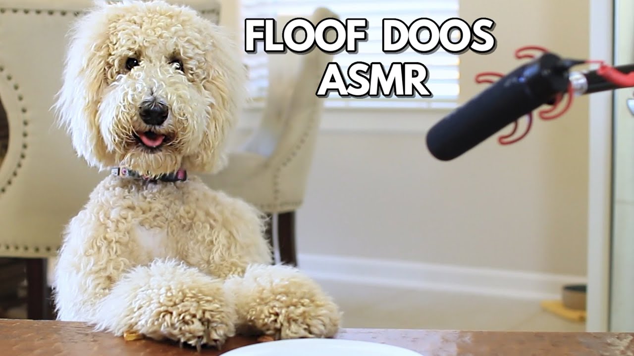 Dog Reviews Different Kinds of Food! ASMR TASTE TEST #2 - YouTube