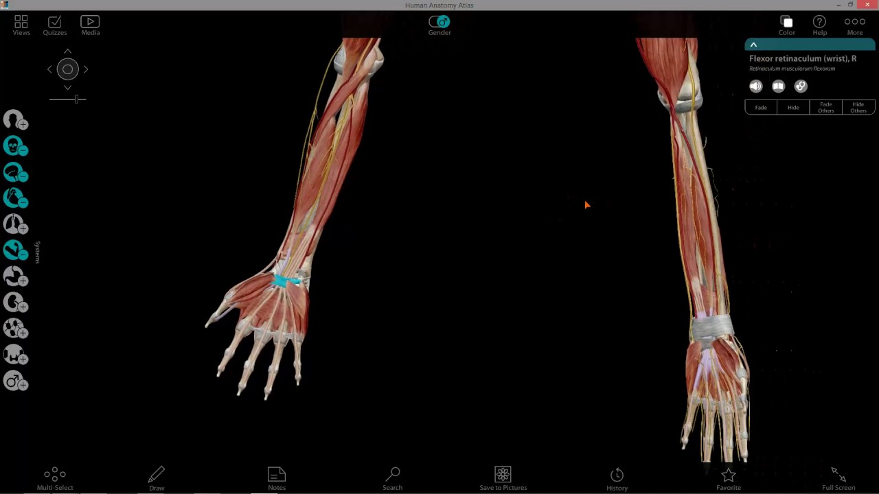 MSK Lab 8 Part 2 forearm - YouTube