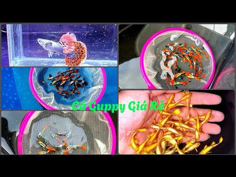 Báo Giá Các Dòng Cá Guppy | Đức Thiện GP - YouTube