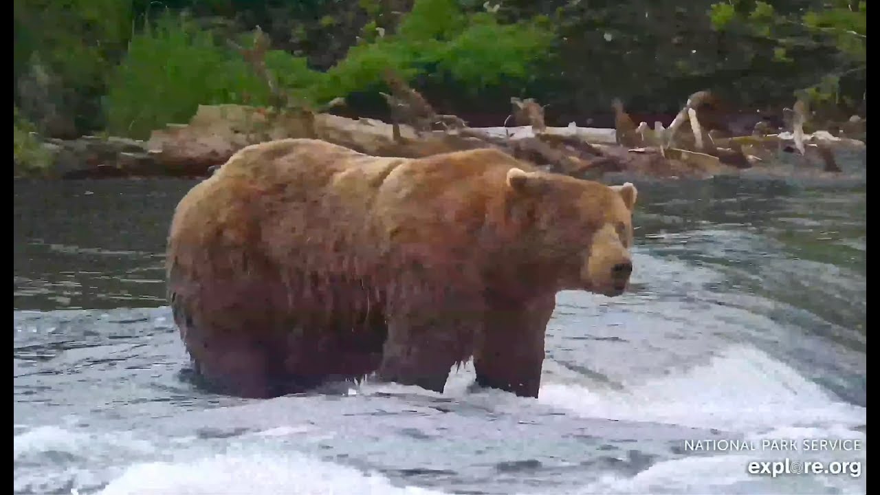 20 Jun 2024: 32 Chunk is first bear on the live cams (explore.org ...
