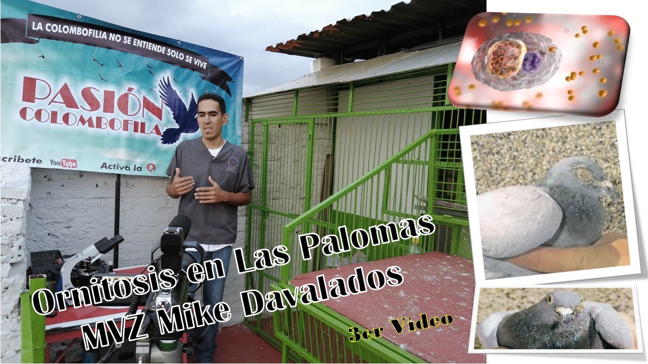 Ornitosis o Clamidiasis en las Palomas por el MVZ Mike Davalos - YouTube