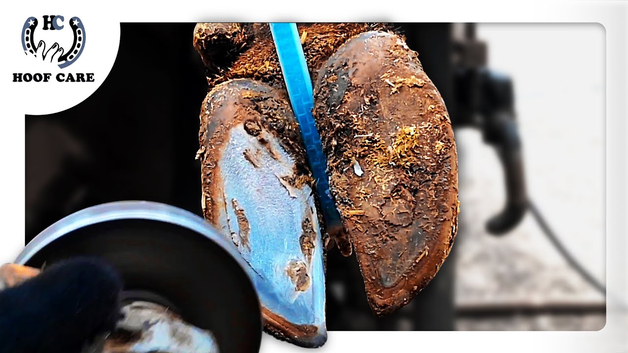 Trimming this INFECTED HOOF revealed MAJOR ISSUES! - YouTube