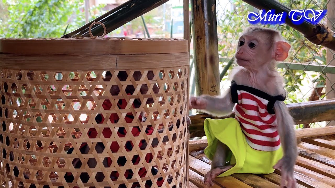 What happened to Muri monkey with his friend Momo? - YouTube