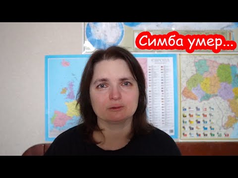 VLOG Симба умер