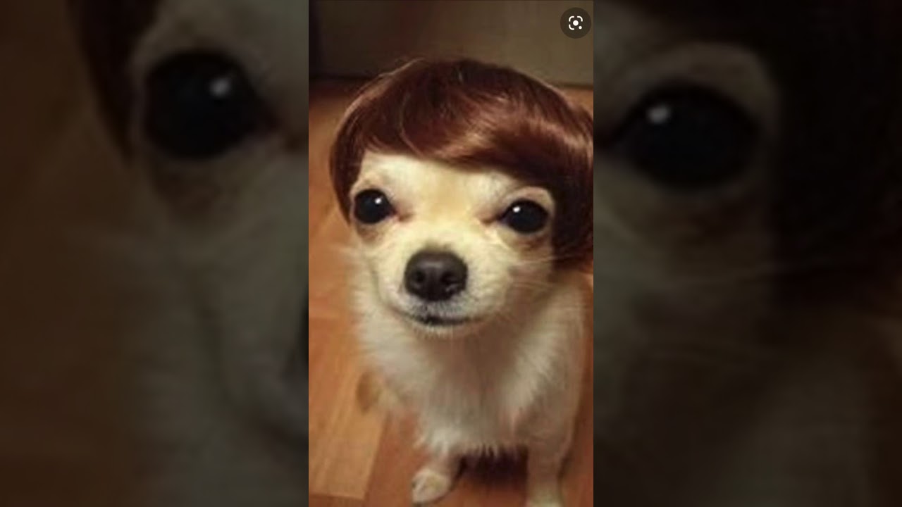 Perro loco feo,peluca y boxer - YouTube