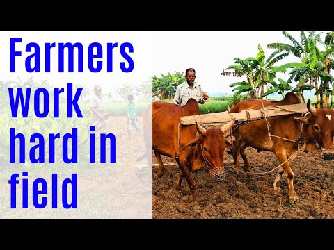The farmer is working hard in the field //Farmer's Agriculture - YouTube