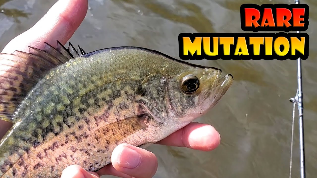 BFS Creek Fishing - Black Nose Crappie - YouTube