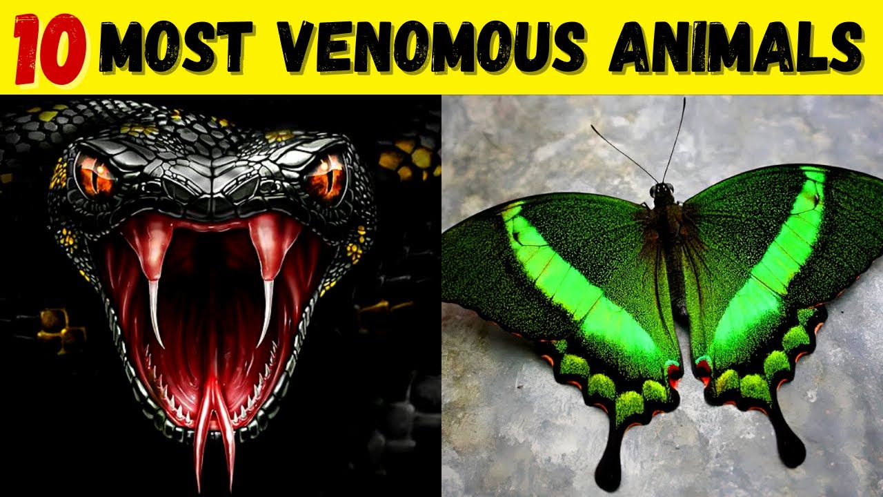 10 Most Venomous Animals on Earth | Deadliest animals of the World ...