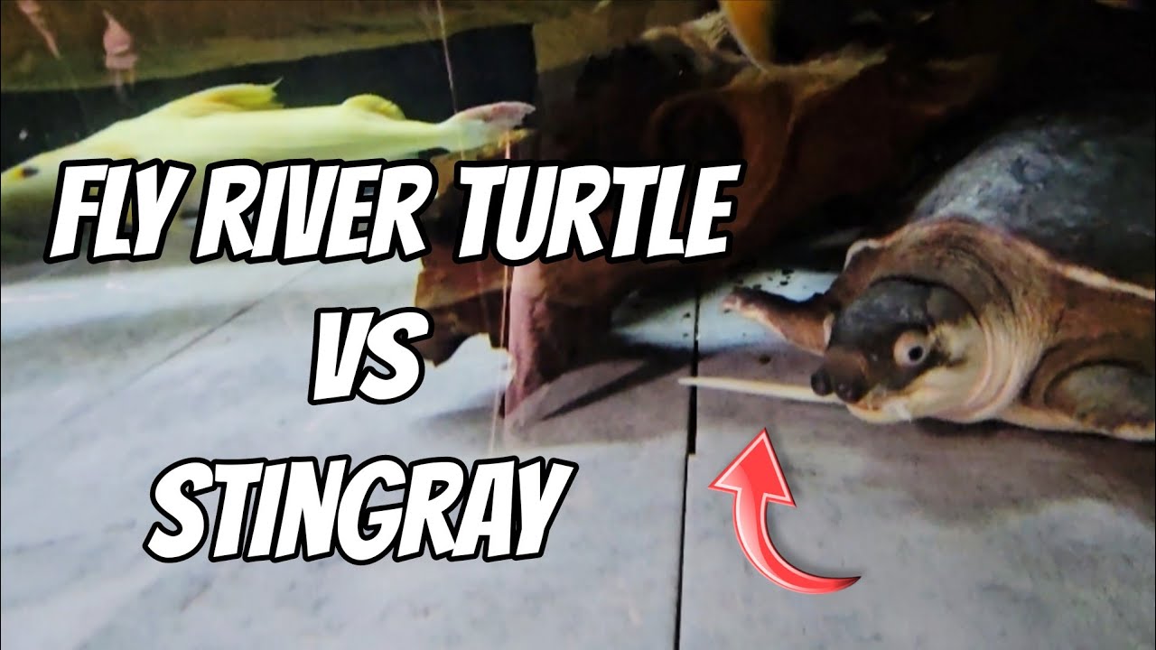 Fly River Turtle vs Stingray!!!! - YouTube
