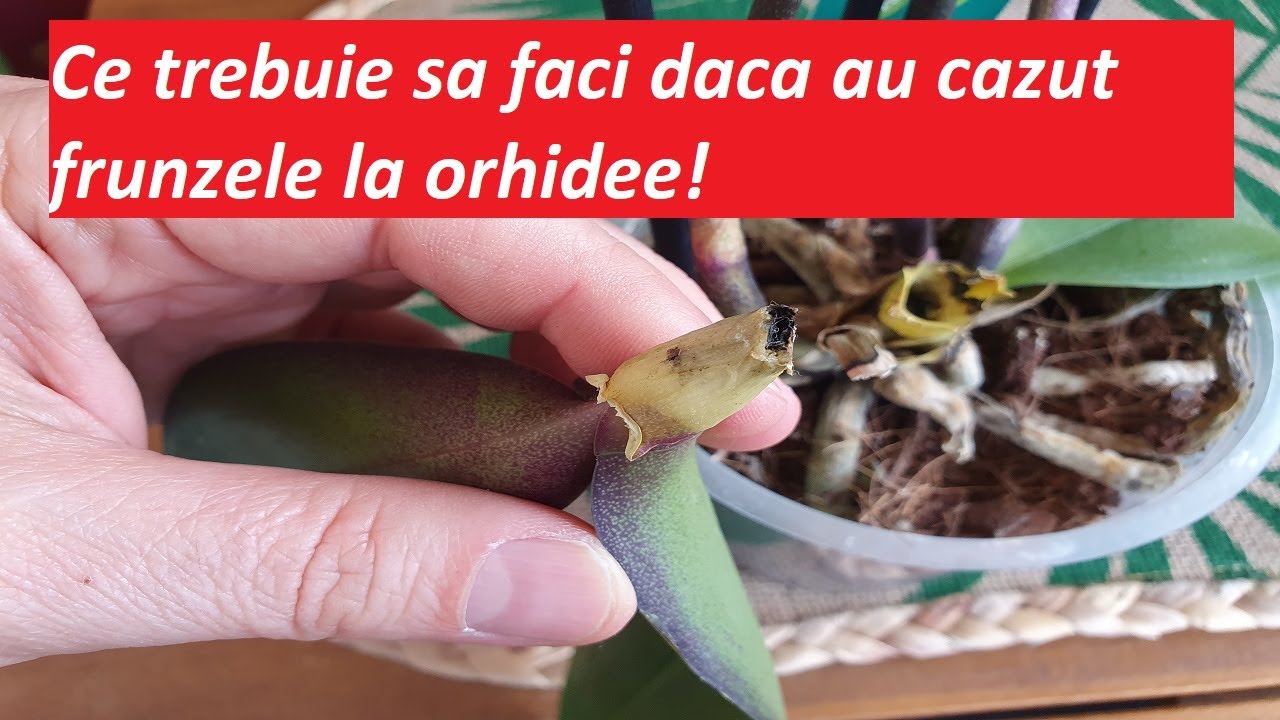 Ce trebuie sa faci daca au putrezit frunzele la orhidee - YouTube