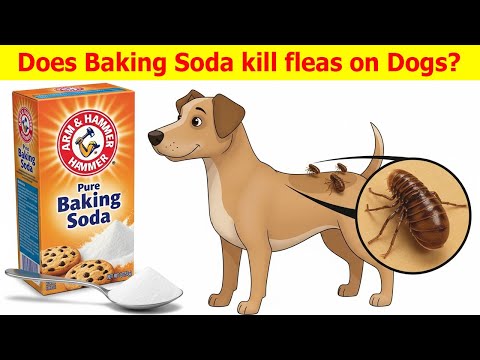 How Effective Is Baking Soda Against Fleas
