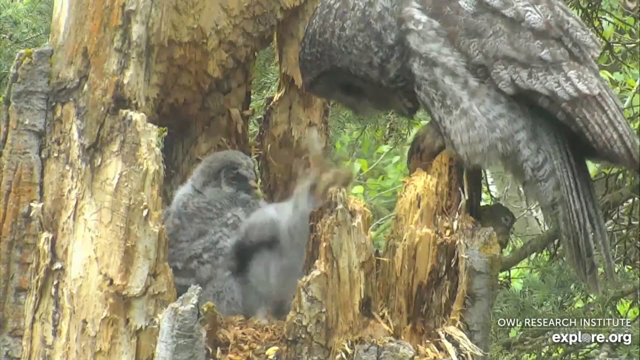 Great Gray Owl chick prey drop - YouTube
