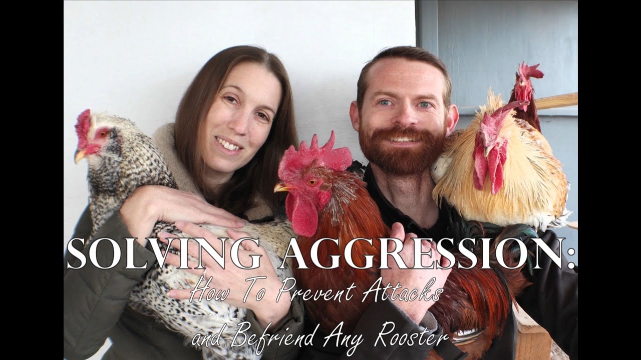 Solving Rooster Aggression - From Backyard Chicken Summit 2024 - YouTube