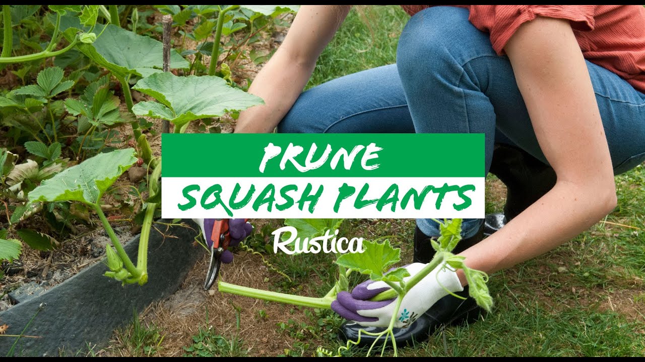 Prune squash plants for better harvests! - YouTube
