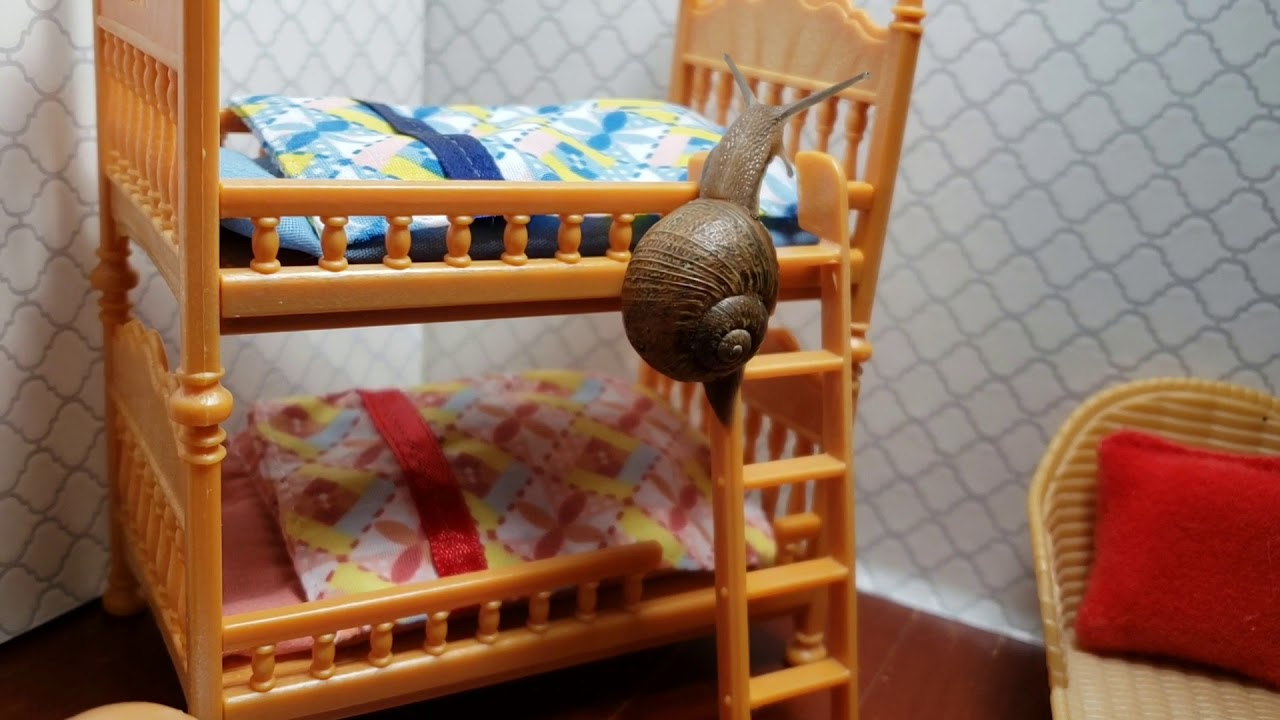 Tiny Snail Goes Bedtime In Tiny Bunk Beds | cute snail video - YouTube