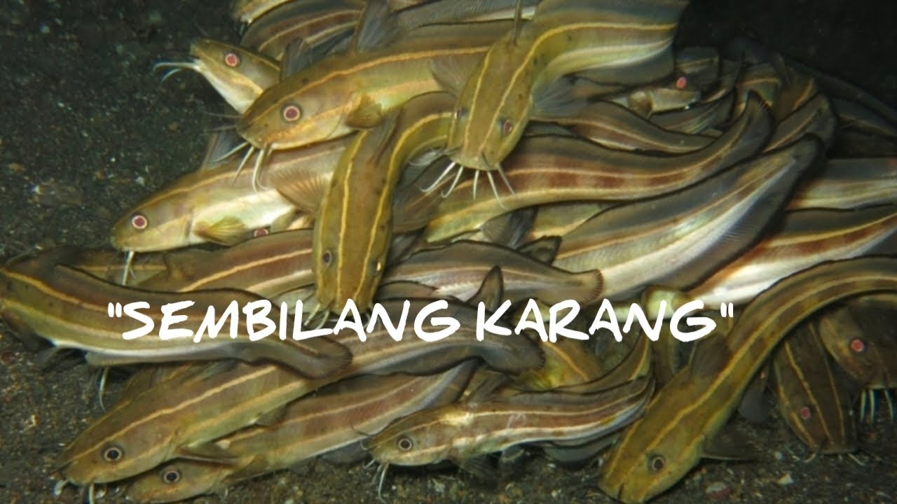 Kenali IKAN SEMBILANG KARANG - YouTube
