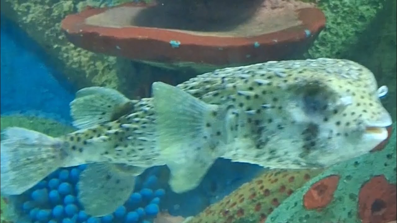 Radiant Fish World || Beautiful fishes and Shark - YouTube