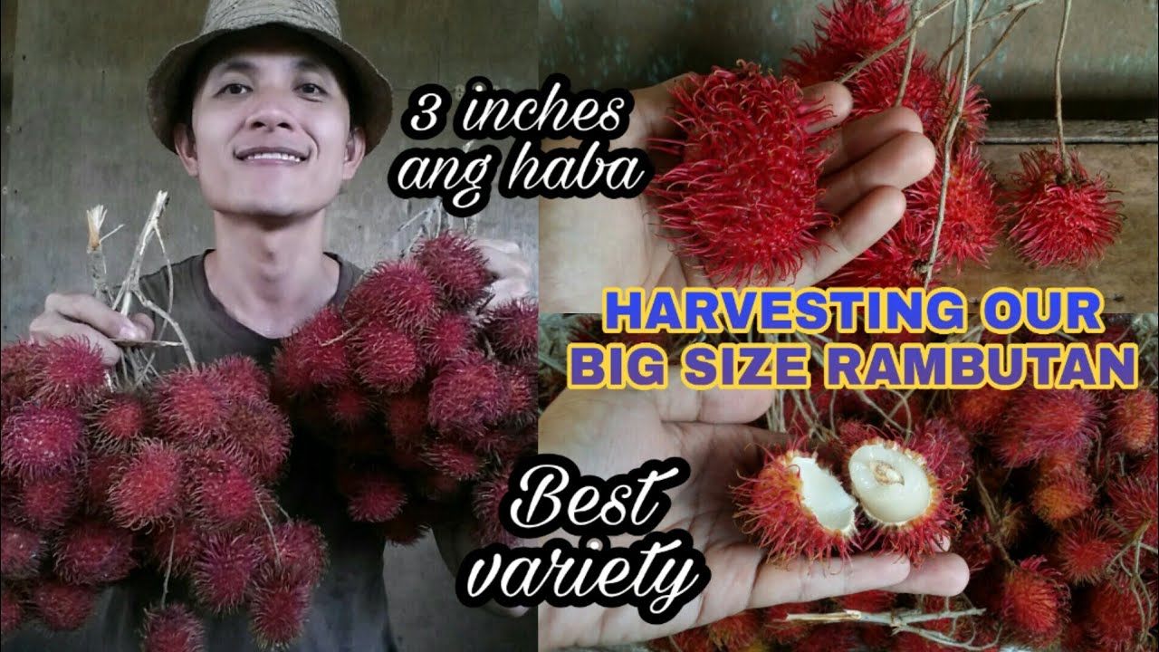 PART -2 HARVESTING OUR BIG SIZE RED RAMBUTAN - BEST VARIETY OF RAMBUTAN ...
