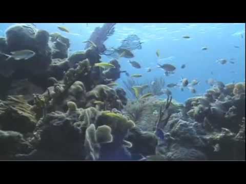 Sharks in Peril - YouTube