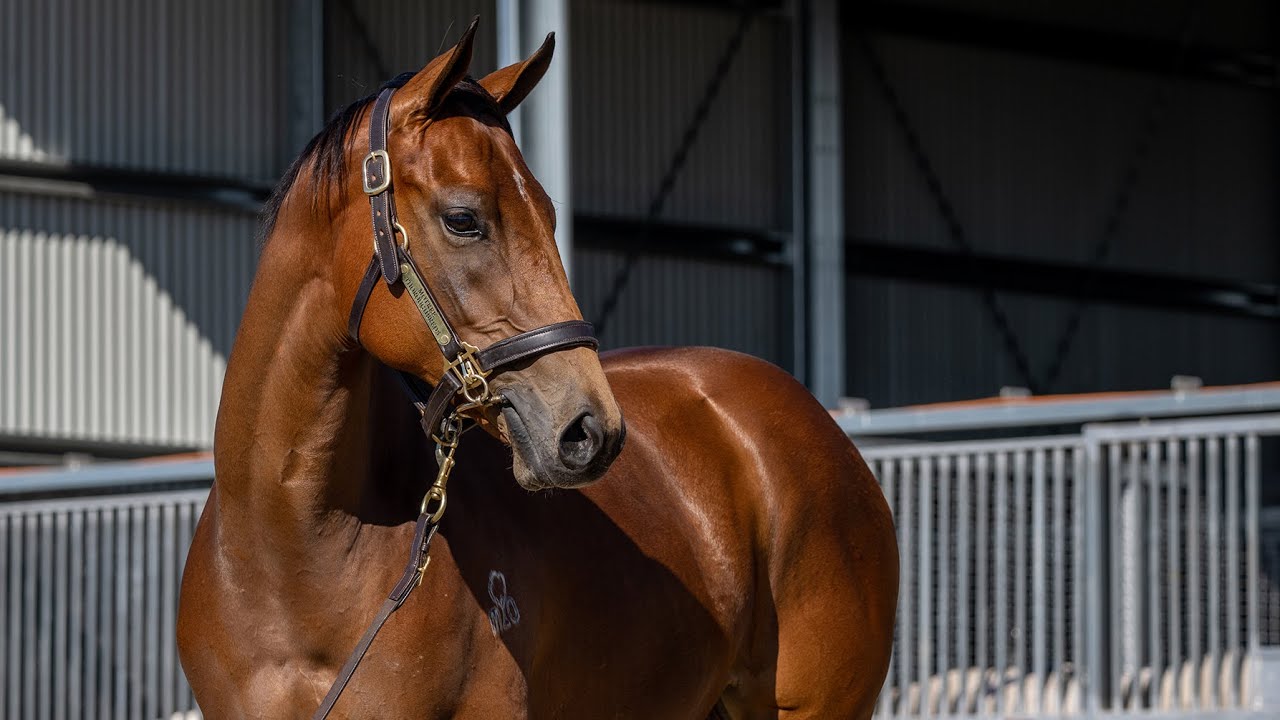 Lot 38 Hallowed Crown x Delorosa Filly from Motree Thoroughbreds - YouTube