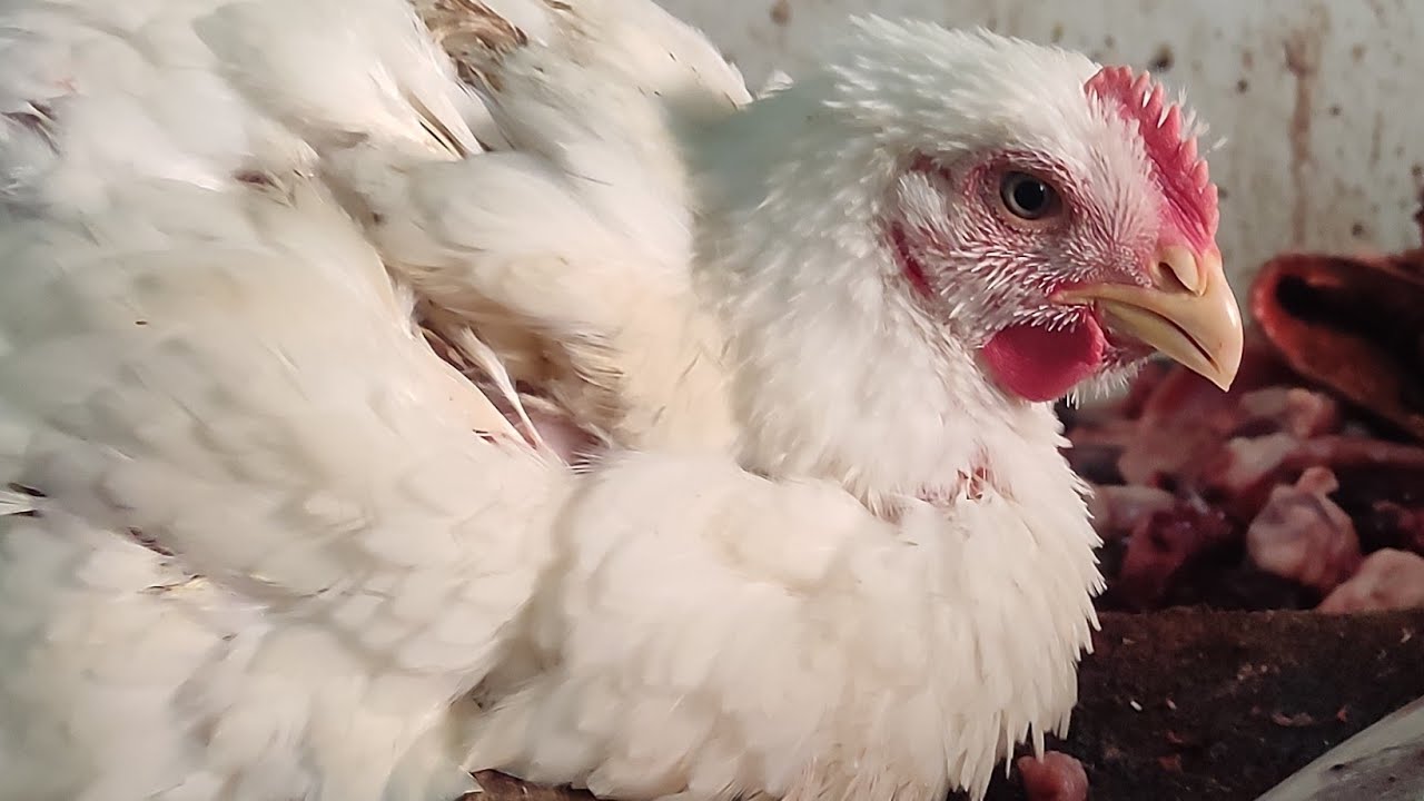 WHOLE CHICKEN CUTTING || SKILLS AMAZING || CHICKEN CUTTING - YouTube