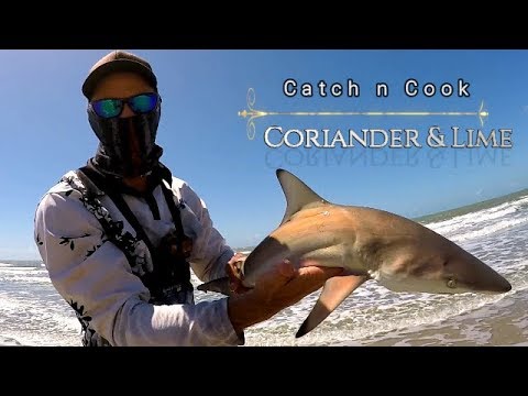 Black Tip Reef Shark Catch n Cook! - Parrot Bebop 2 - YouTube