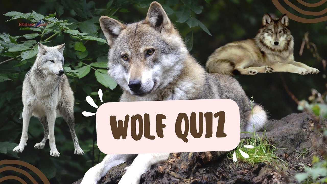 Wolf Quiz | What Type of Wolf Are You? | Personality Test - YouTube