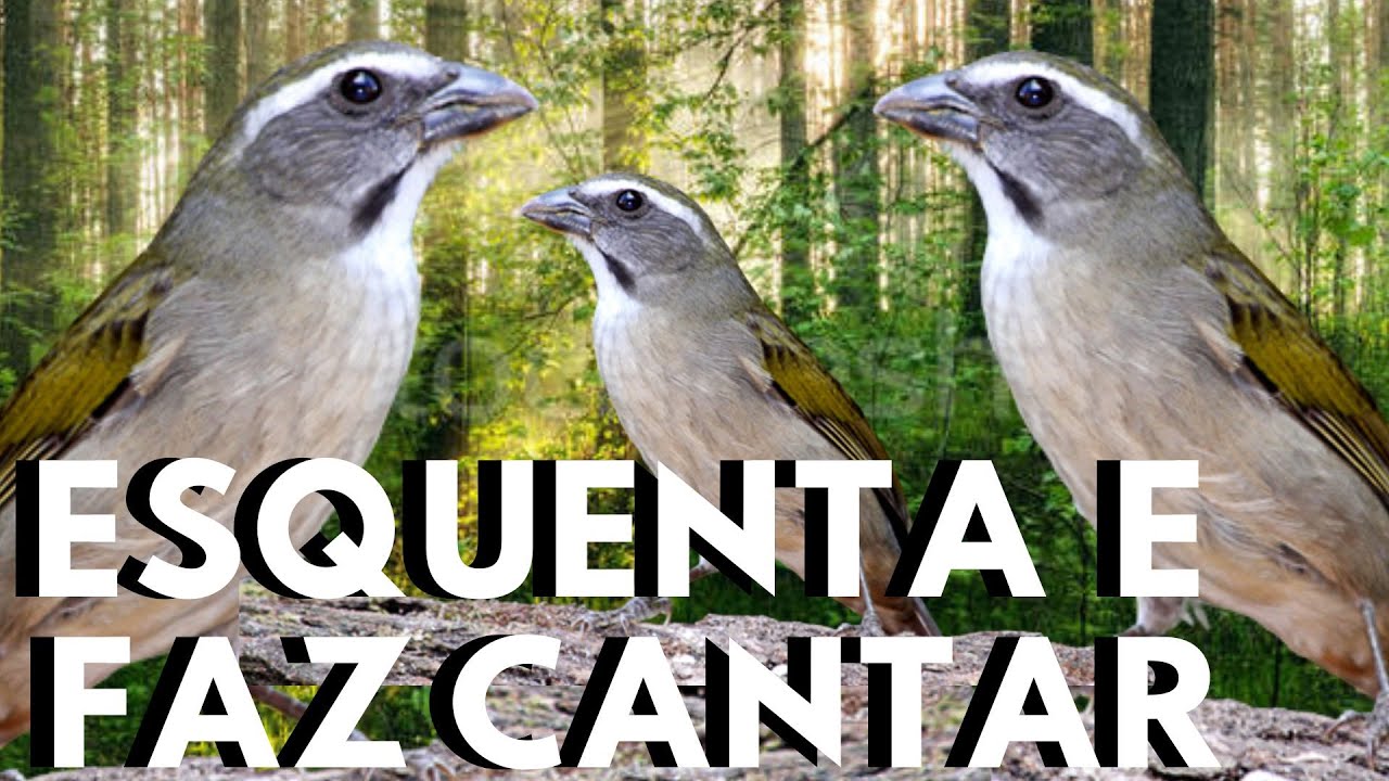ESQUENTAR TRINCA FERRO CANTANDO 🔥 ESQUENTAR TRINCA FERRO 🔥 CANTO DE ...