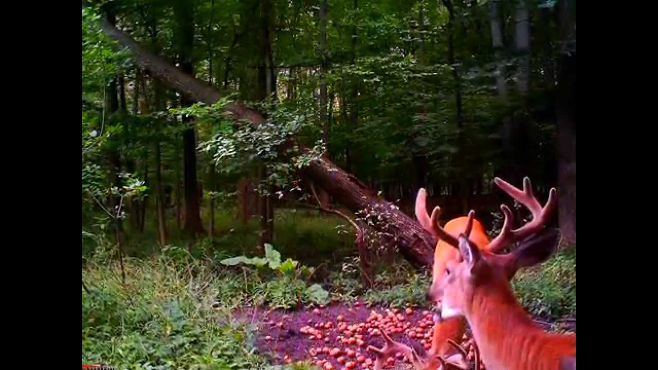 Deer Slide Show - YouTube