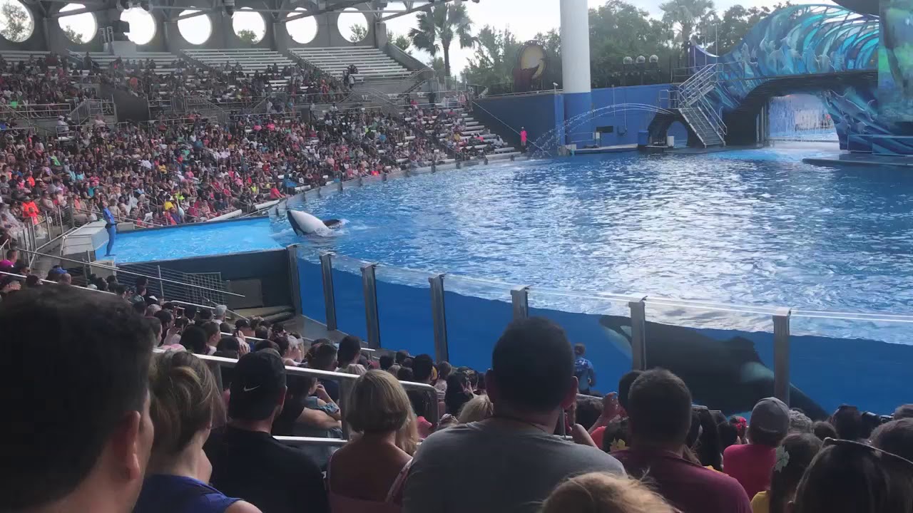 Shamu Show At SeaWorld Orlando - YouTube