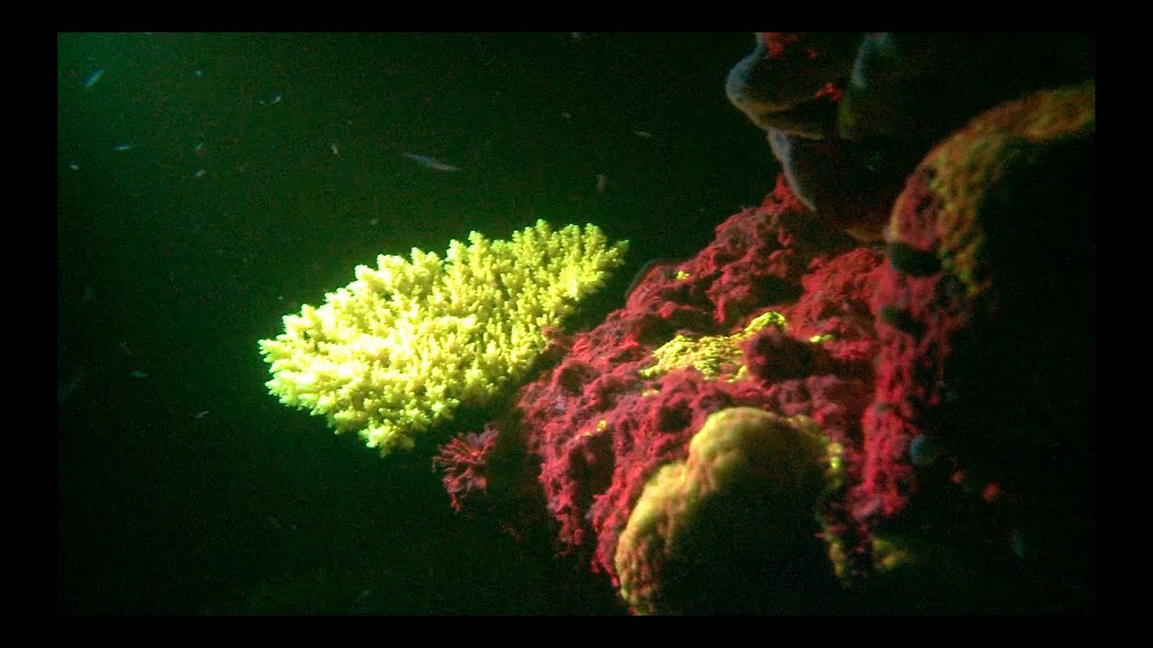 60 seconds of fluo night diving in Maldives - YouTube