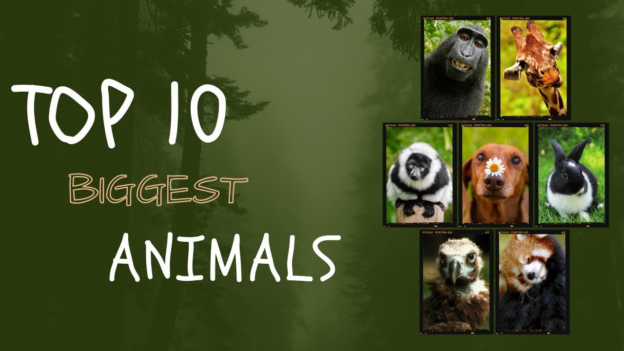 Top 10 Biggest Animals | Top 10 Biggest Animals Ever Recorded 🙃 - YouTube