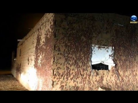 Have Locusts Invaded Saudi Arabia