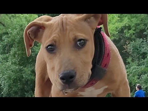 Tall and long pit bull puppy - YouTube