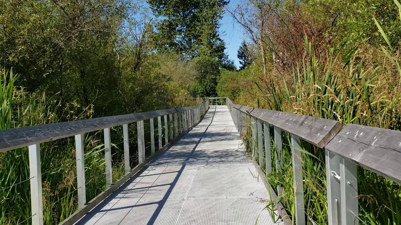 Swan Lake Victoria BC Canada - YouTube
