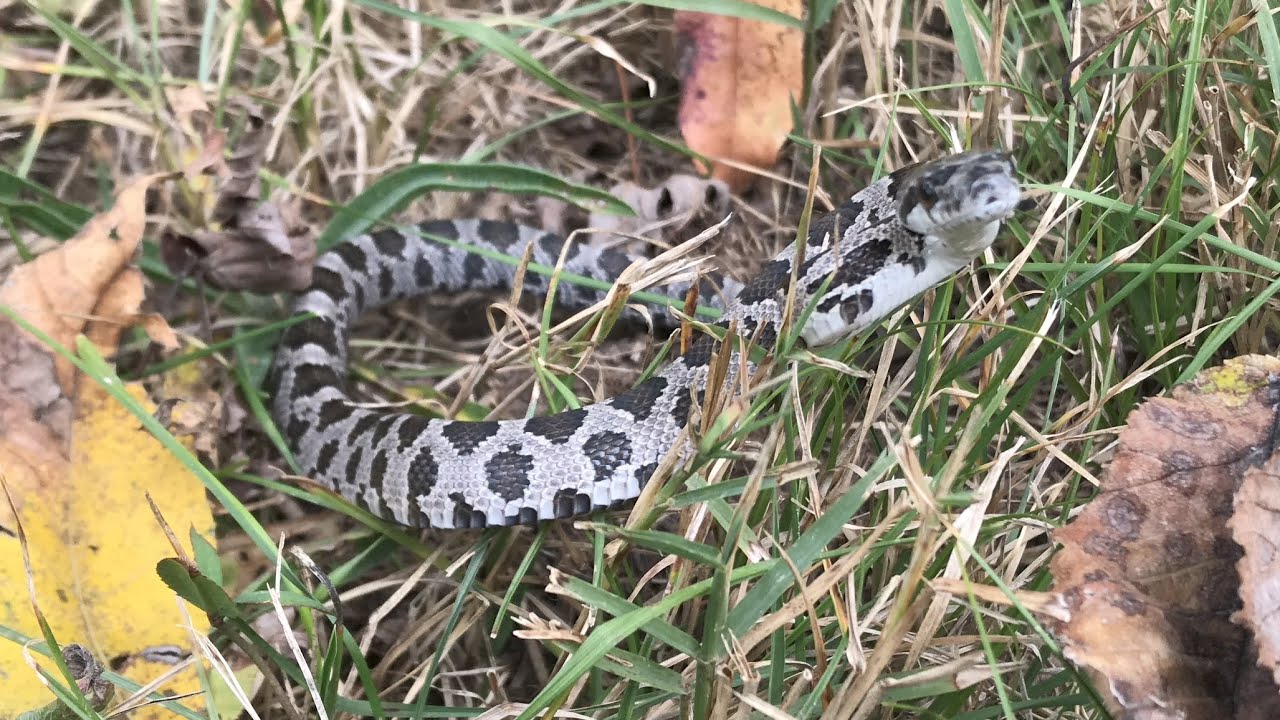 Encounter with a Baby Prairie King Snake( Beautiful) - YouTube